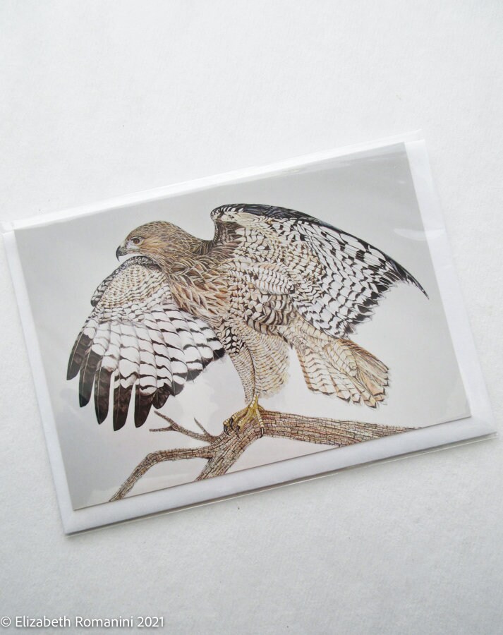 Red-tailed Hawk Blank Greeting Card (pack of 6) - Etsy