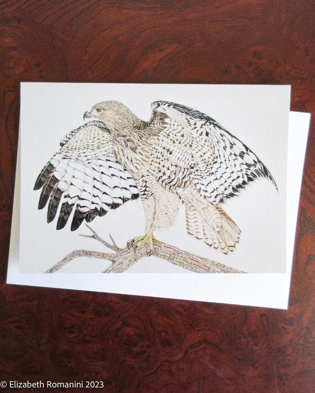 Red-tailed Hawk Blank Greeting Card (pack of 6) - Etsy