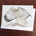 Red-tailed Hawk Blank Greeting Card pack of 6 - Etsy