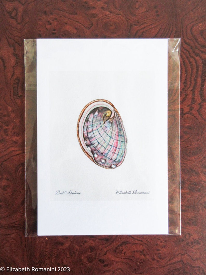 Red Abalone Shell(mini Print) - Etsy