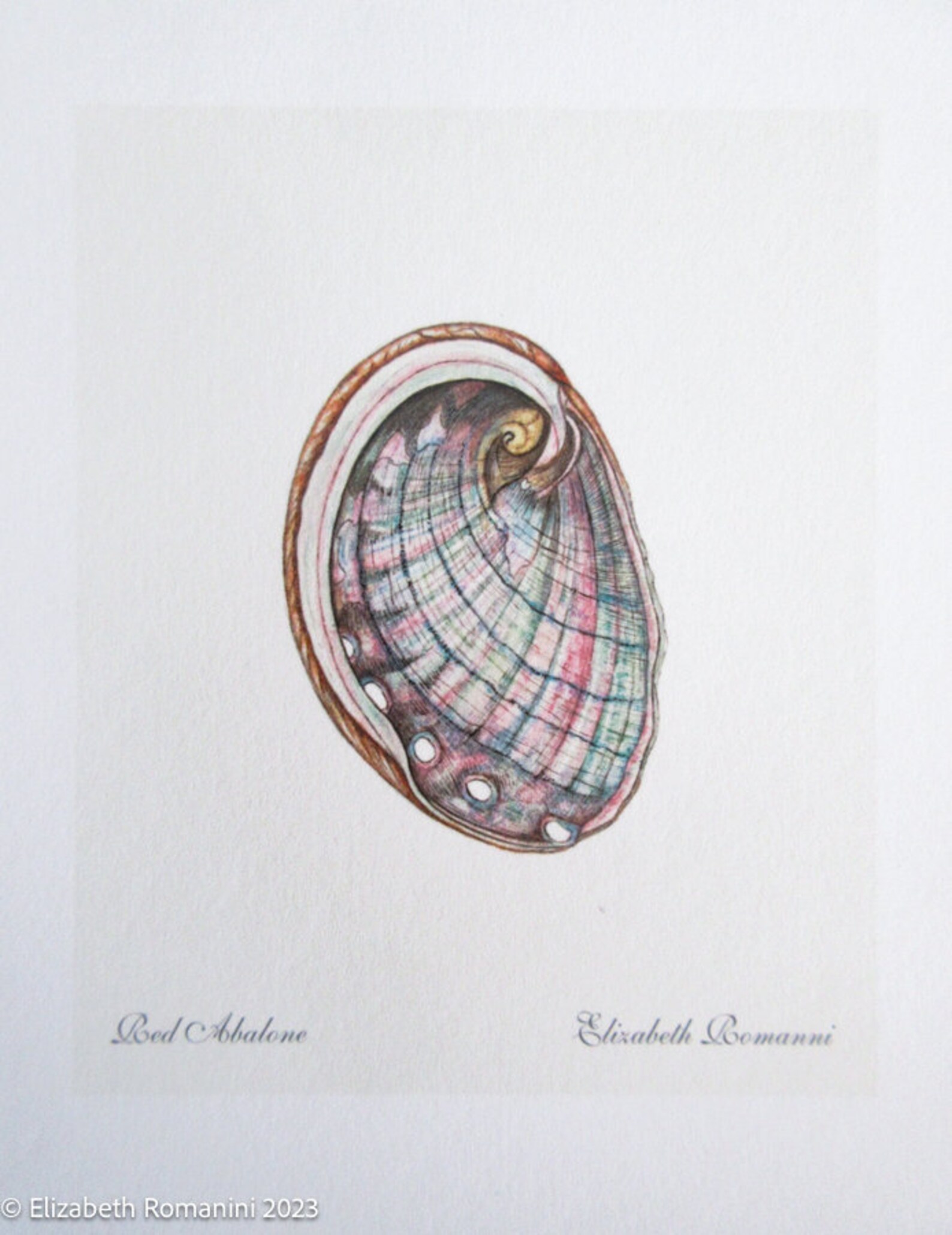 Red Abalone Shell(mini Print) - Etsy