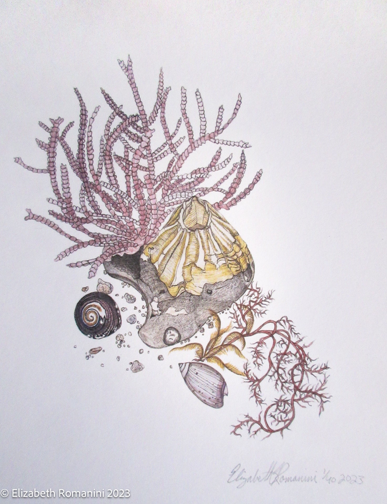 Barnacle With Corraline Algae (limited Edition Print) - Etsy