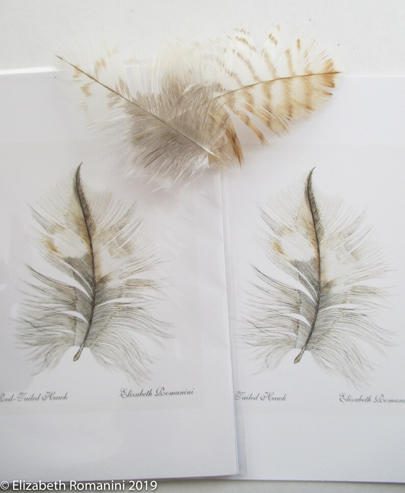 Red-tailed Hawk Feather (mini Print) - Etsy