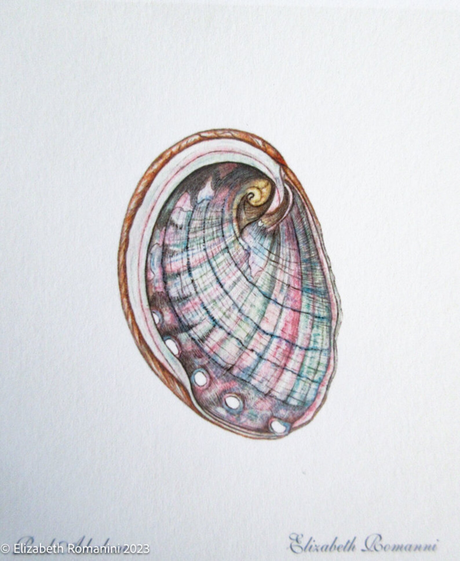 Red Abalone Shell(mini Print) - Etsy