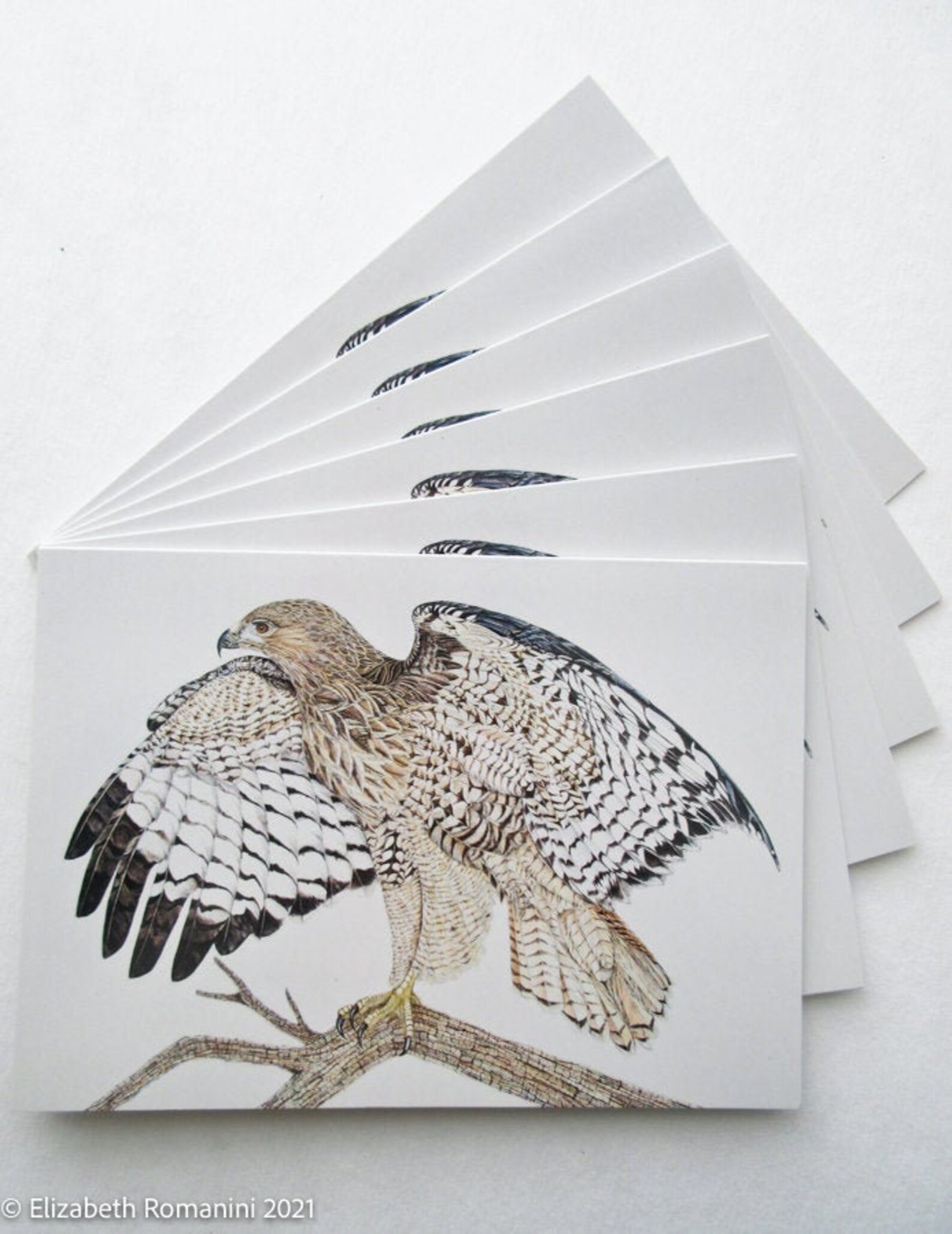 Red-tailed Hawk Blank Greeting Card pack of 6 - Etsy