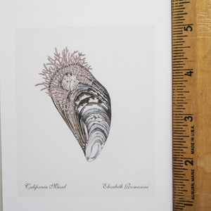 California Mussel mini Print - Etsy