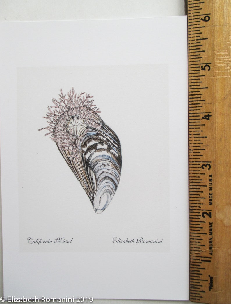 California Mussel mini Print - Etsy