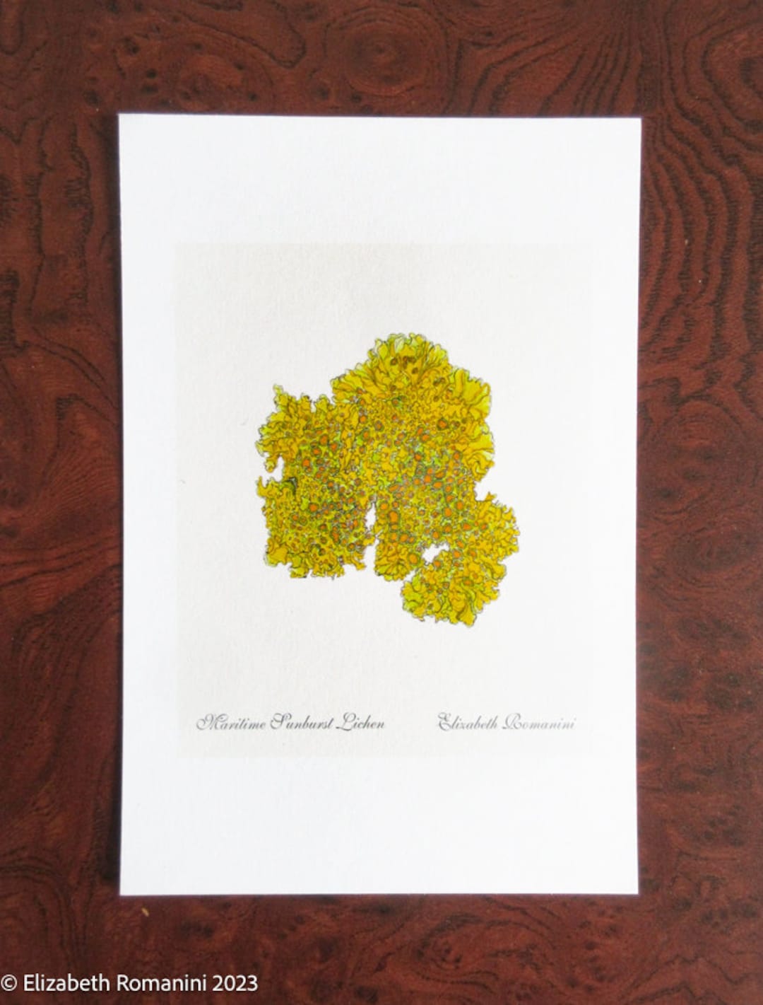 Maritime Sunburst Lichen(mini Print) - Etsy