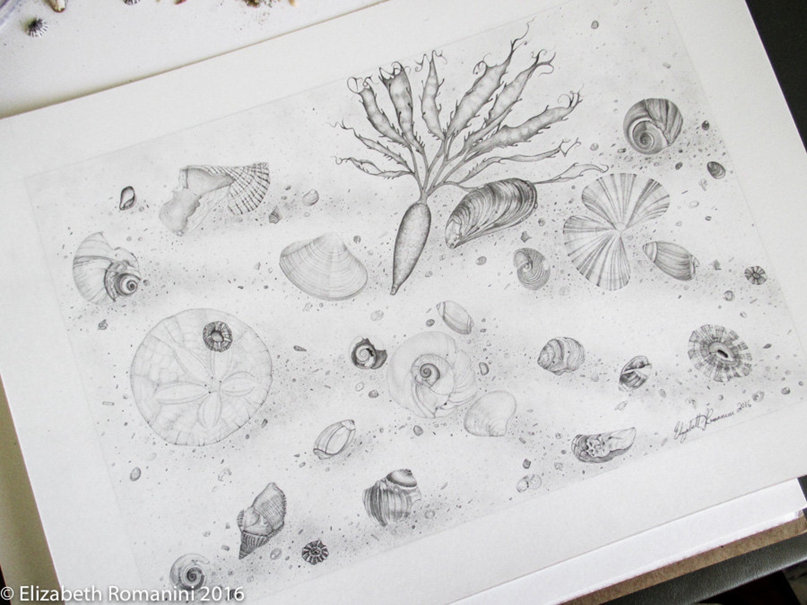 Shallows of a Tide Pool Pencil Drawing limited Edition Print | Etsy