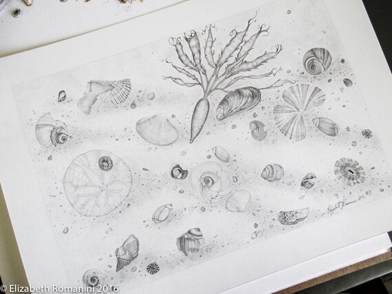 Shallows of a Tide Pool Pencil Drawing limited Edition Print | Etsy
