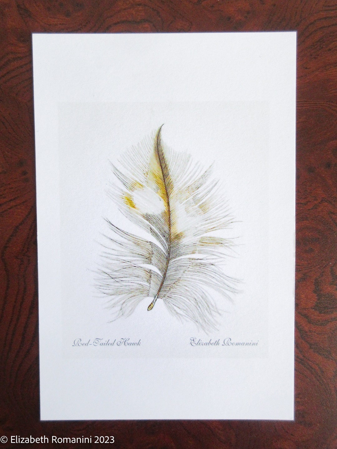Red-tailed Hawk Feather (mini Print) - Etsy