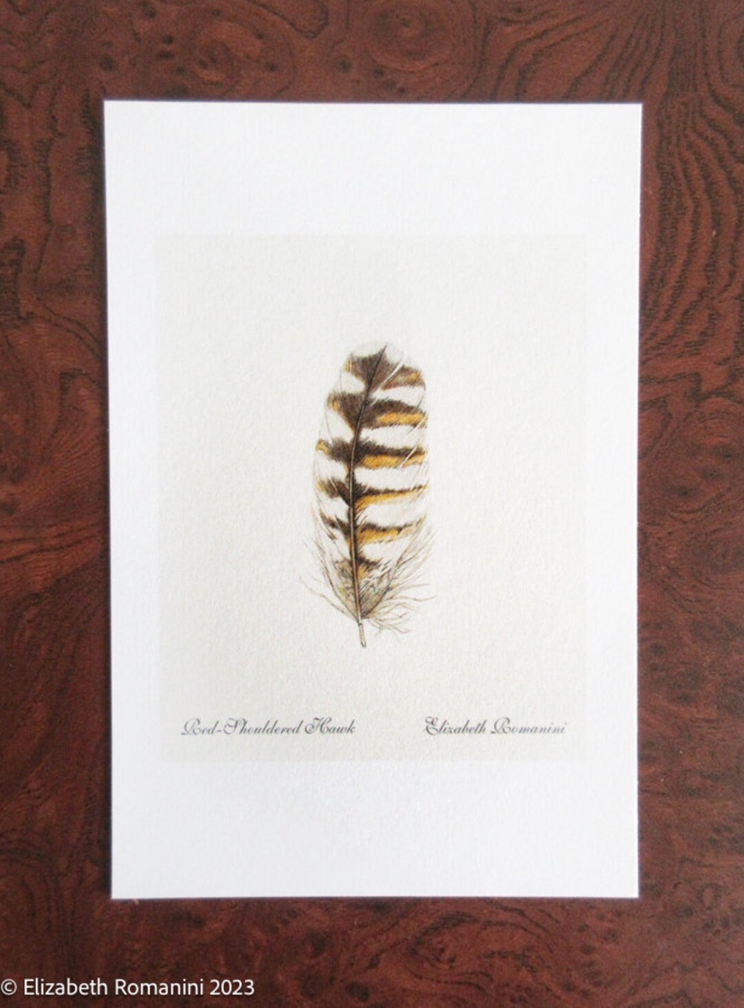 Red Shouldered Hawk Feather(mini Print) - Etsy