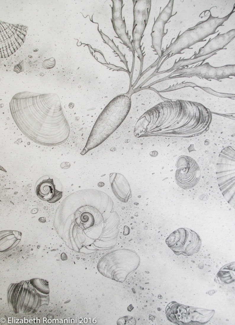 Shallows of a Tide Pool Pencil Drawing limited Edition Print | Etsy