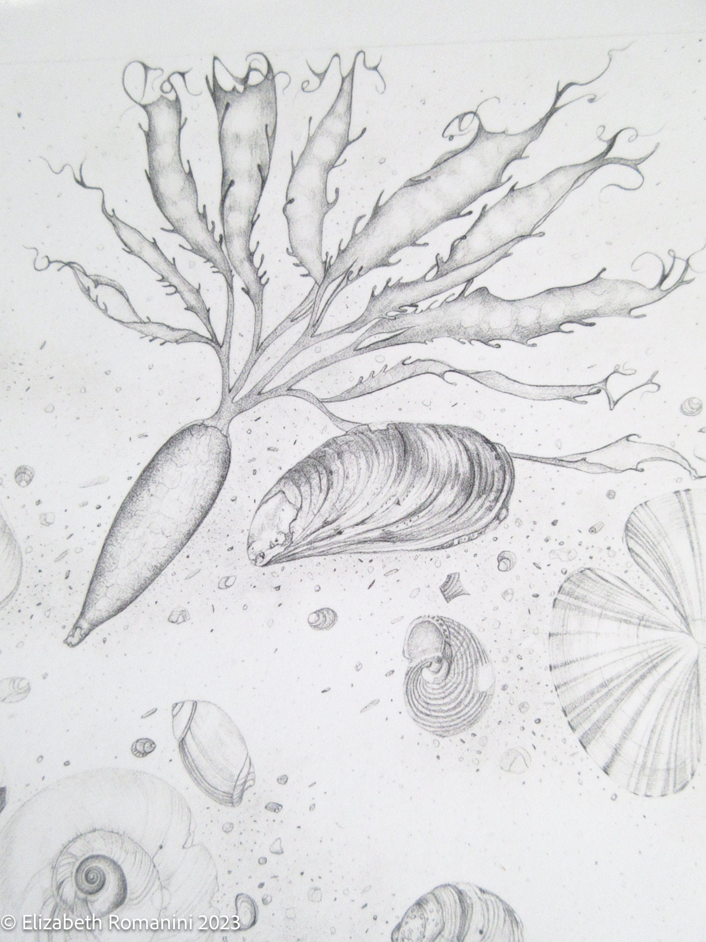 Shallows of a Tide Pool Pencil Drawing (limited Edition Print) - Etsy