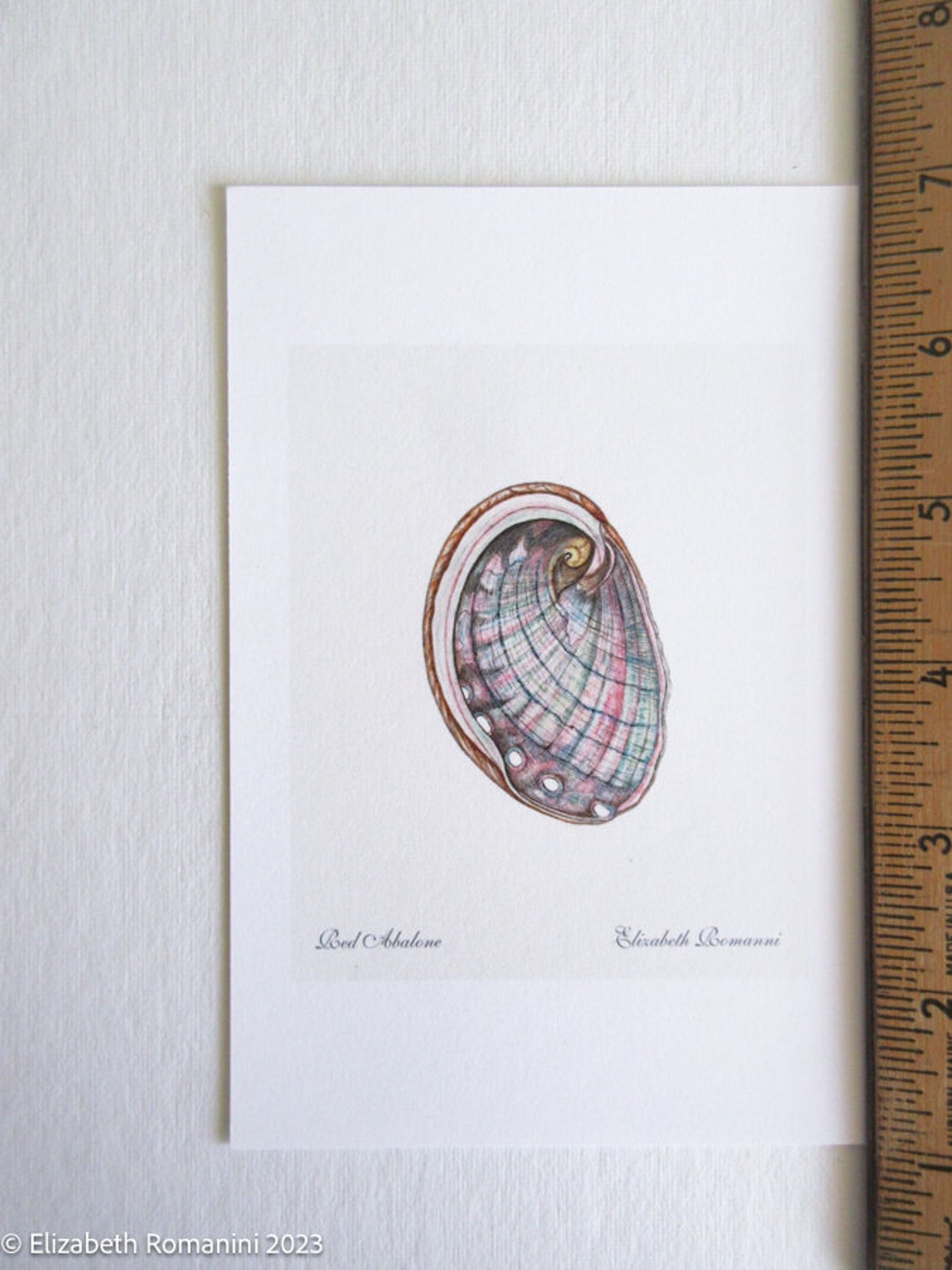 Red Abalone Shell(mini Print) - Etsy
