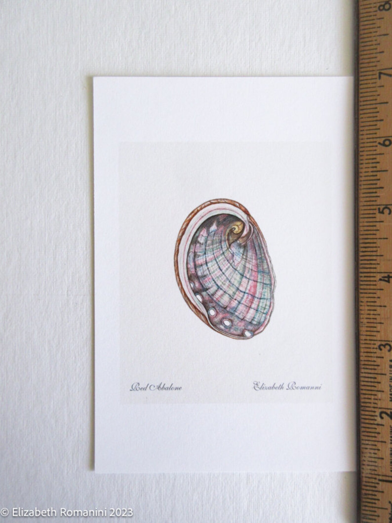 Red Abalone Shell(mini Print) - Etsy
