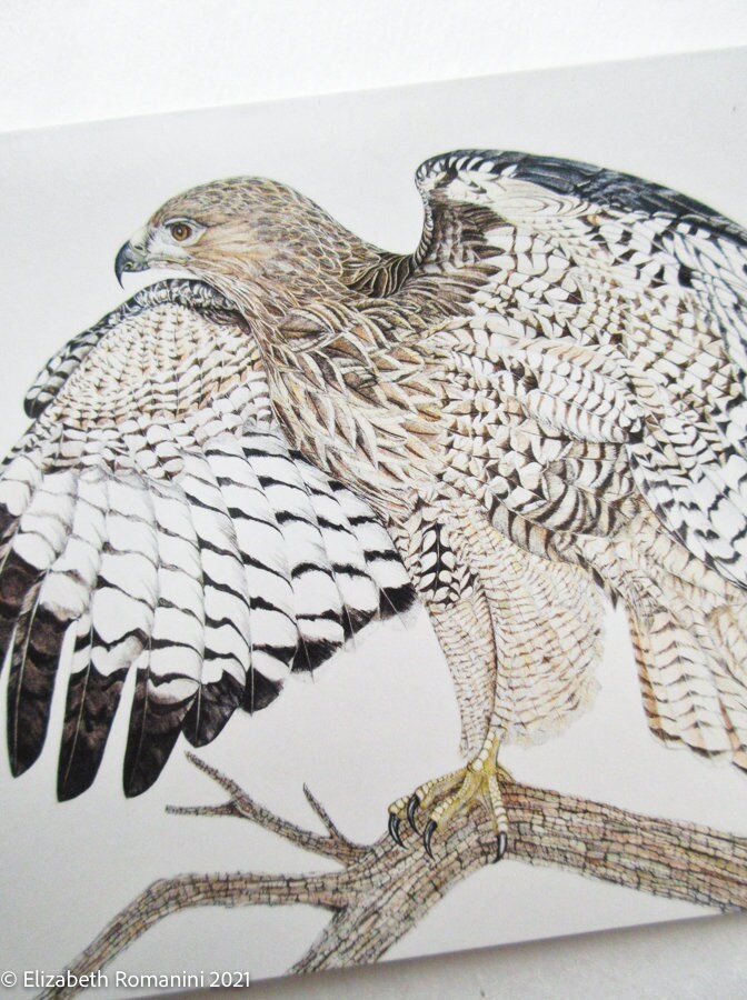 Red-tailed Hawk Blank Greeting Card (pack of 6) - Etsy