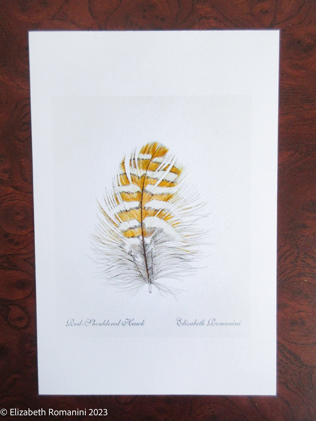 Red-shouldered Hawk Feather (mini Print) - Etsy