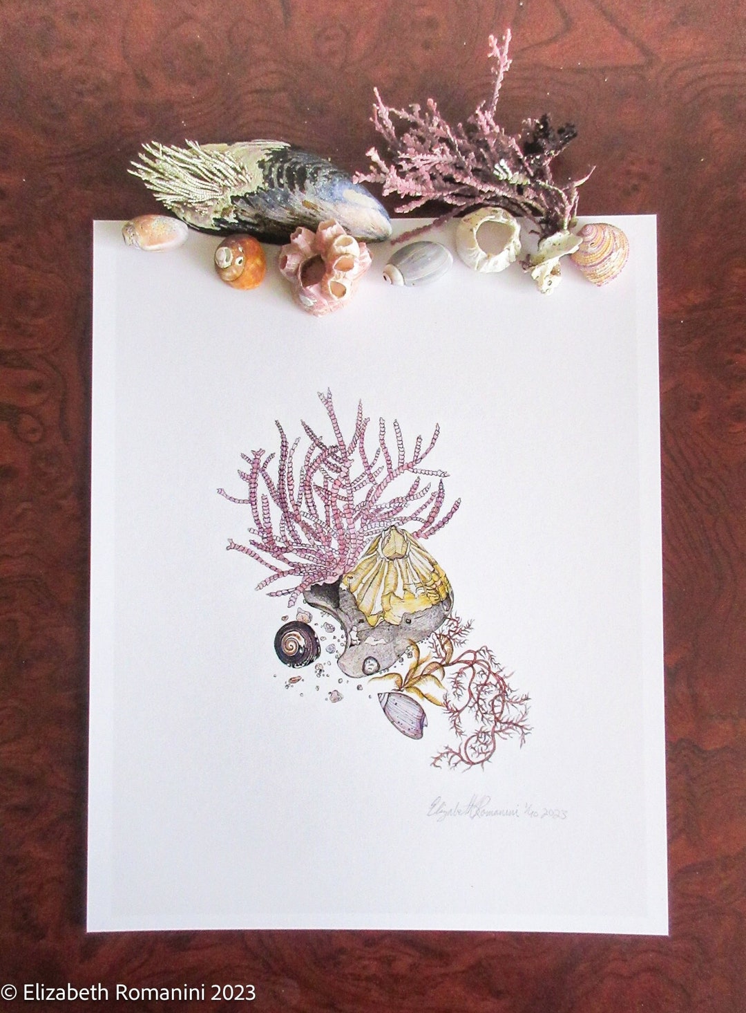 Barnacle With Corraline Algae (limited Edition Print) - Etsy