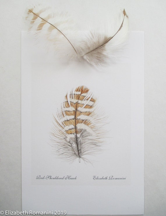 Red-shouldered Hawk Feather mini Print | Etsy