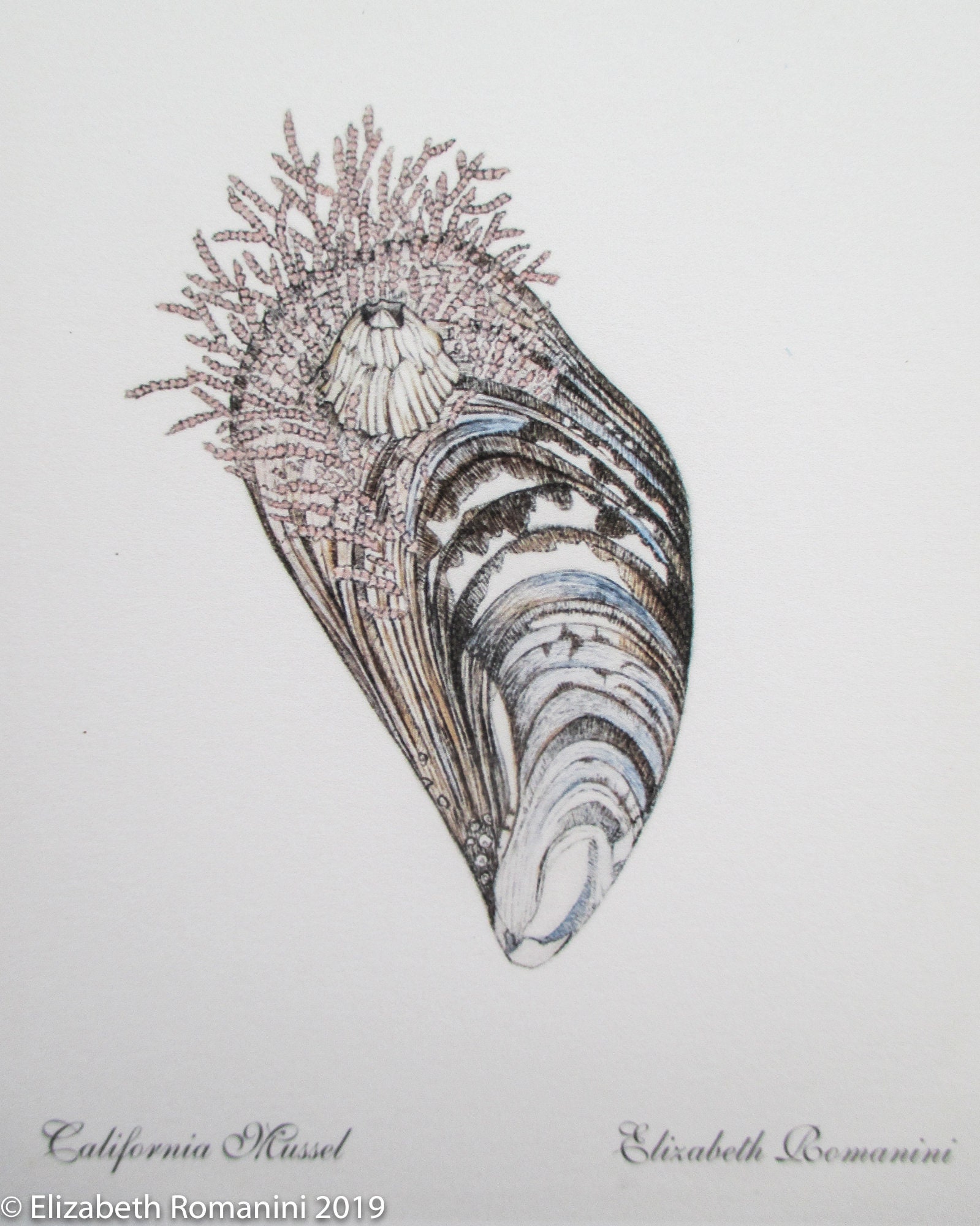 California Mussel mini Print | Etsy