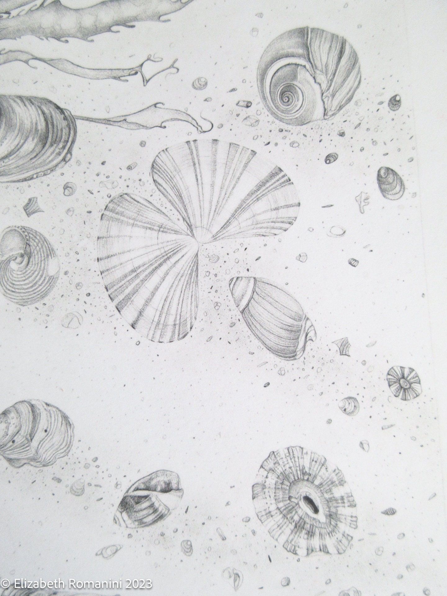 Shallows of a Tide Pool Pencil Drawing (limited Edition Print) - Etsy