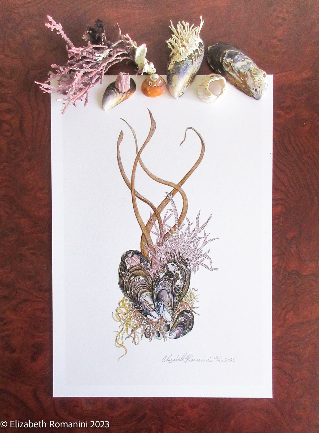 Kelp Holdfast (limited Edition Print) - Etsy