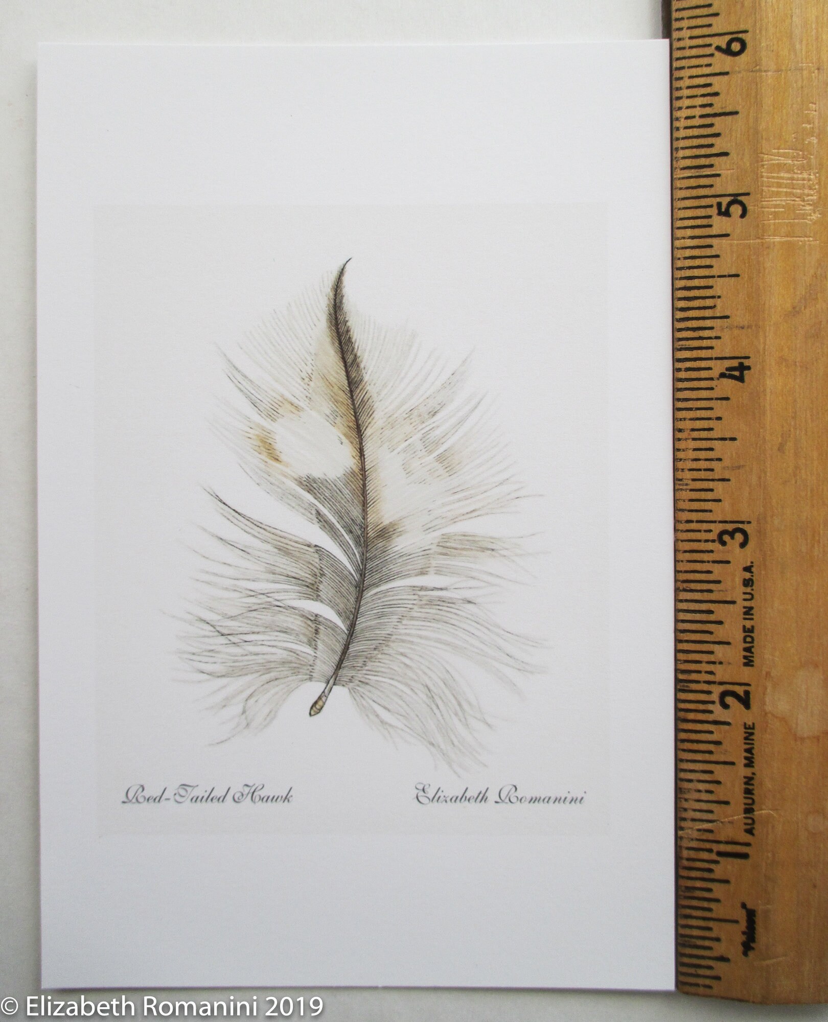 Red-tailed Hawk Feather (mini Print) - Etsy