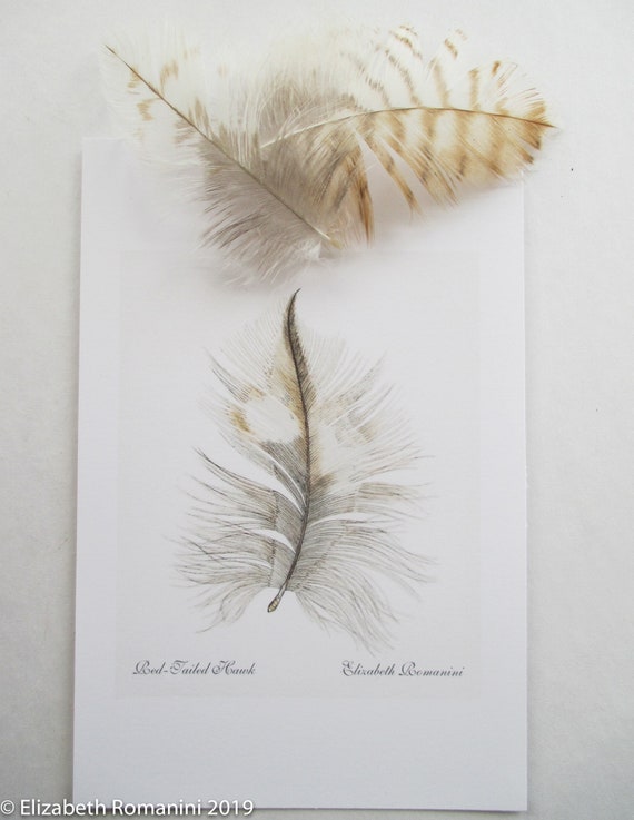 Red-tailed Hawk Feather mini Print | Etsy