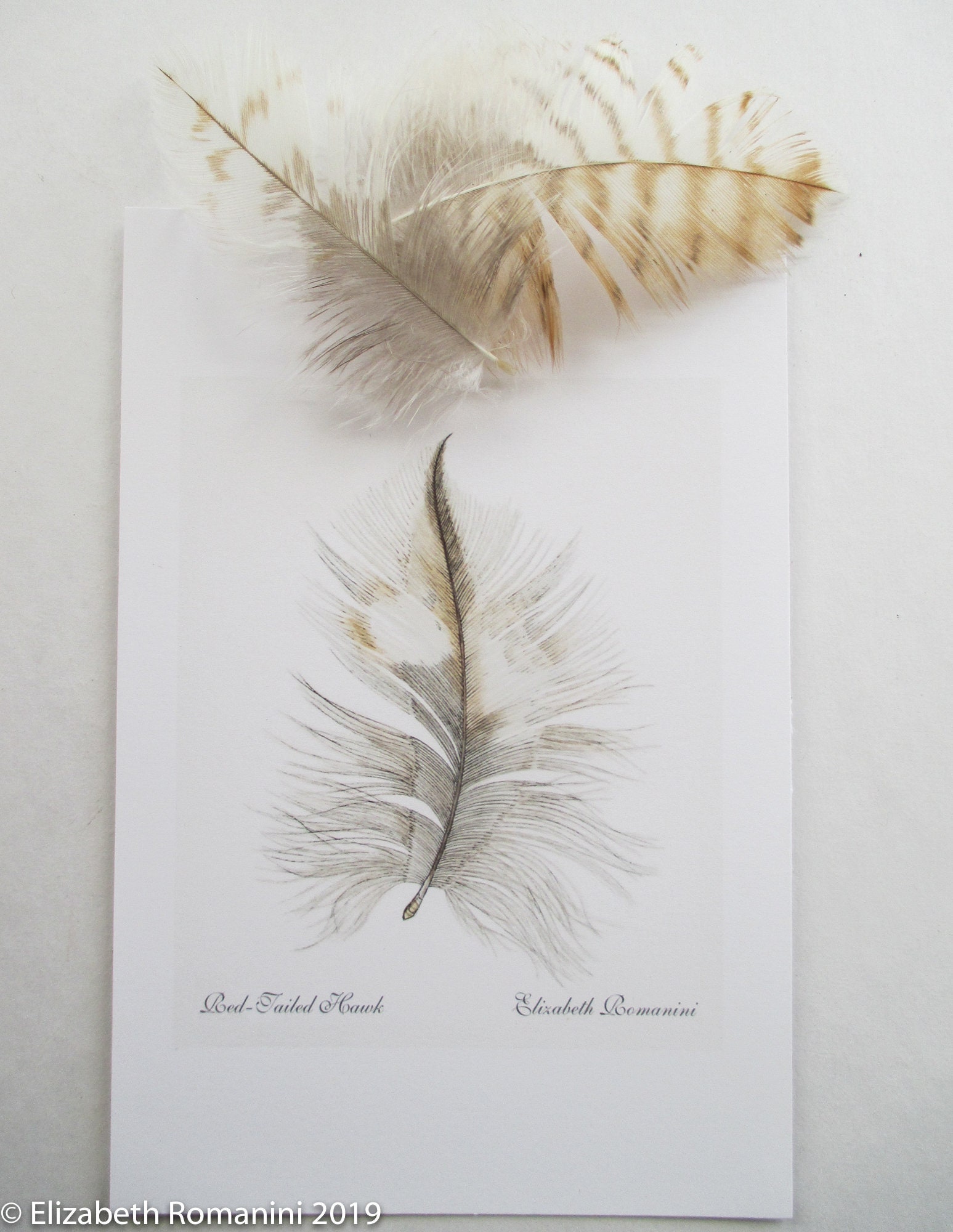 Red-tailed Hawk Feather (mini Print) - Etsy