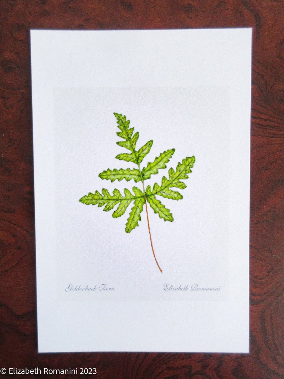Goldenback Fern (mini Print) - Etsy