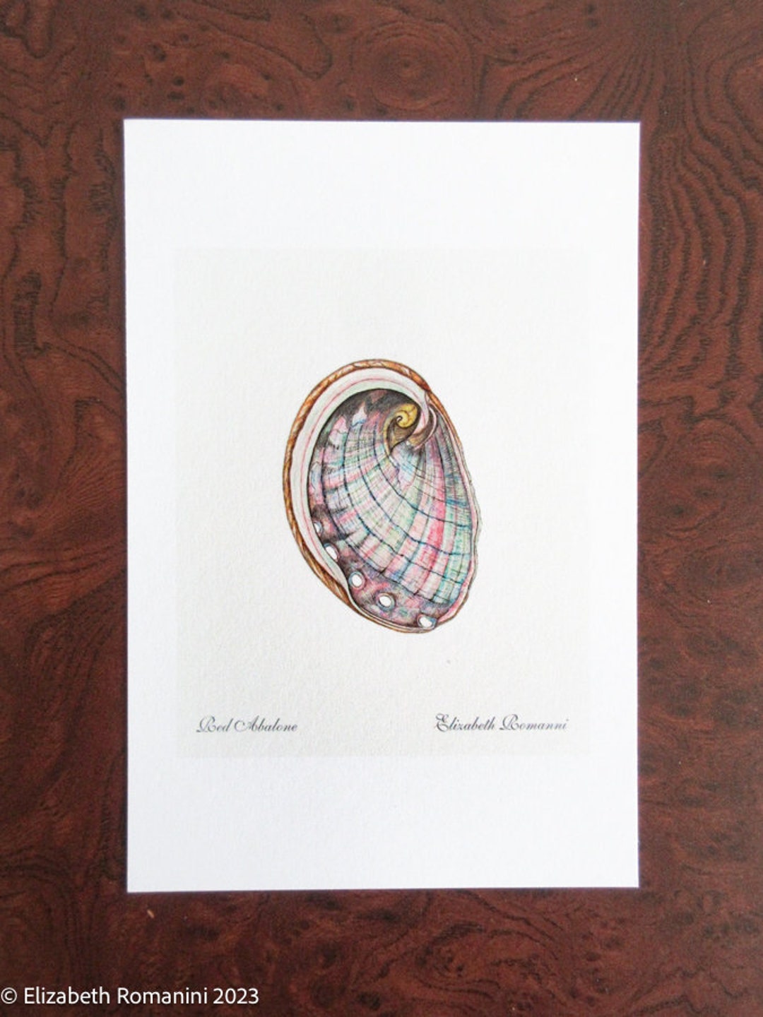 Red Abalone Shell(mini Print) - Etsy