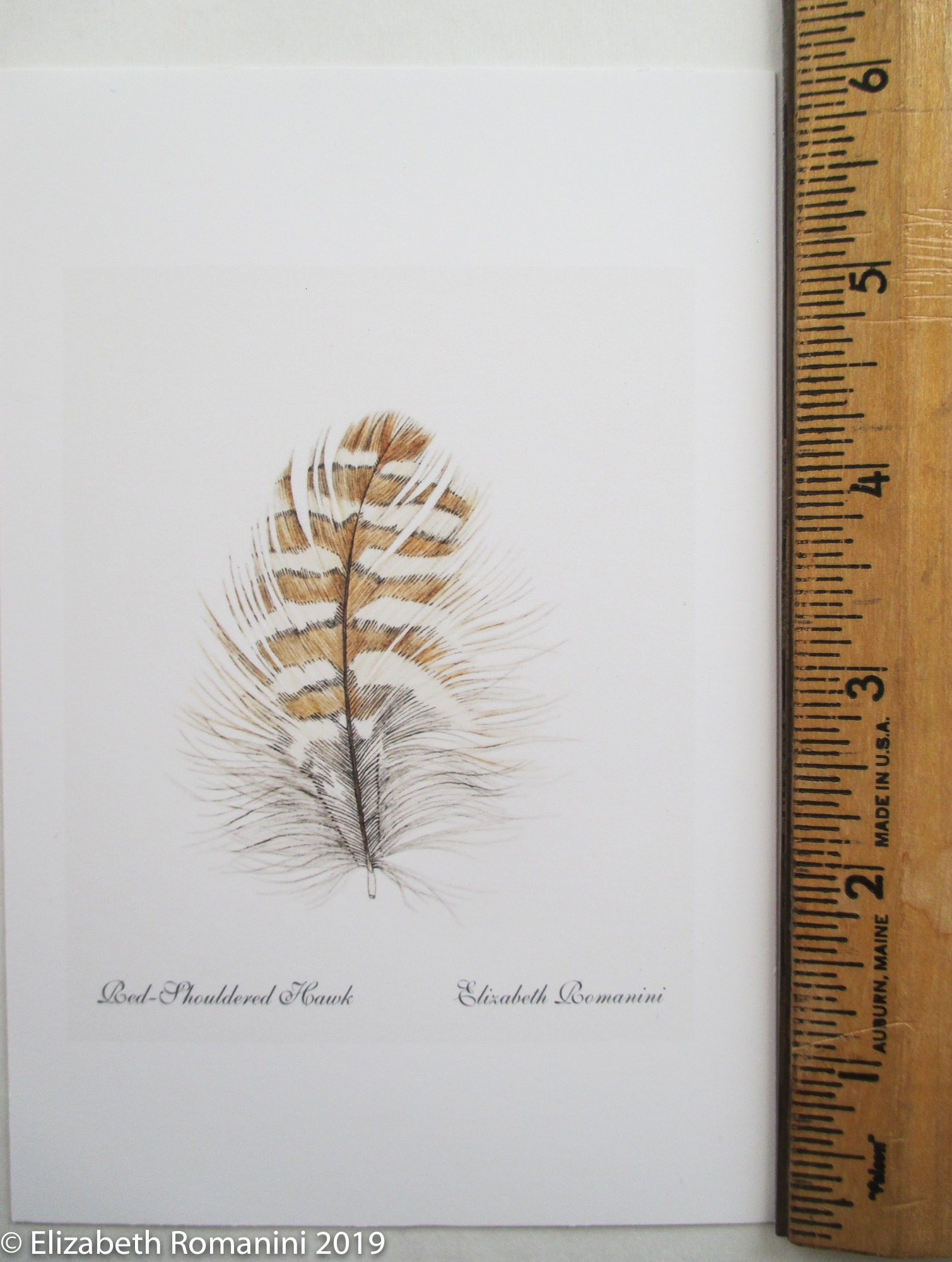 Pluma de halcón de hombros rojos (mini estampado) - Etsy España