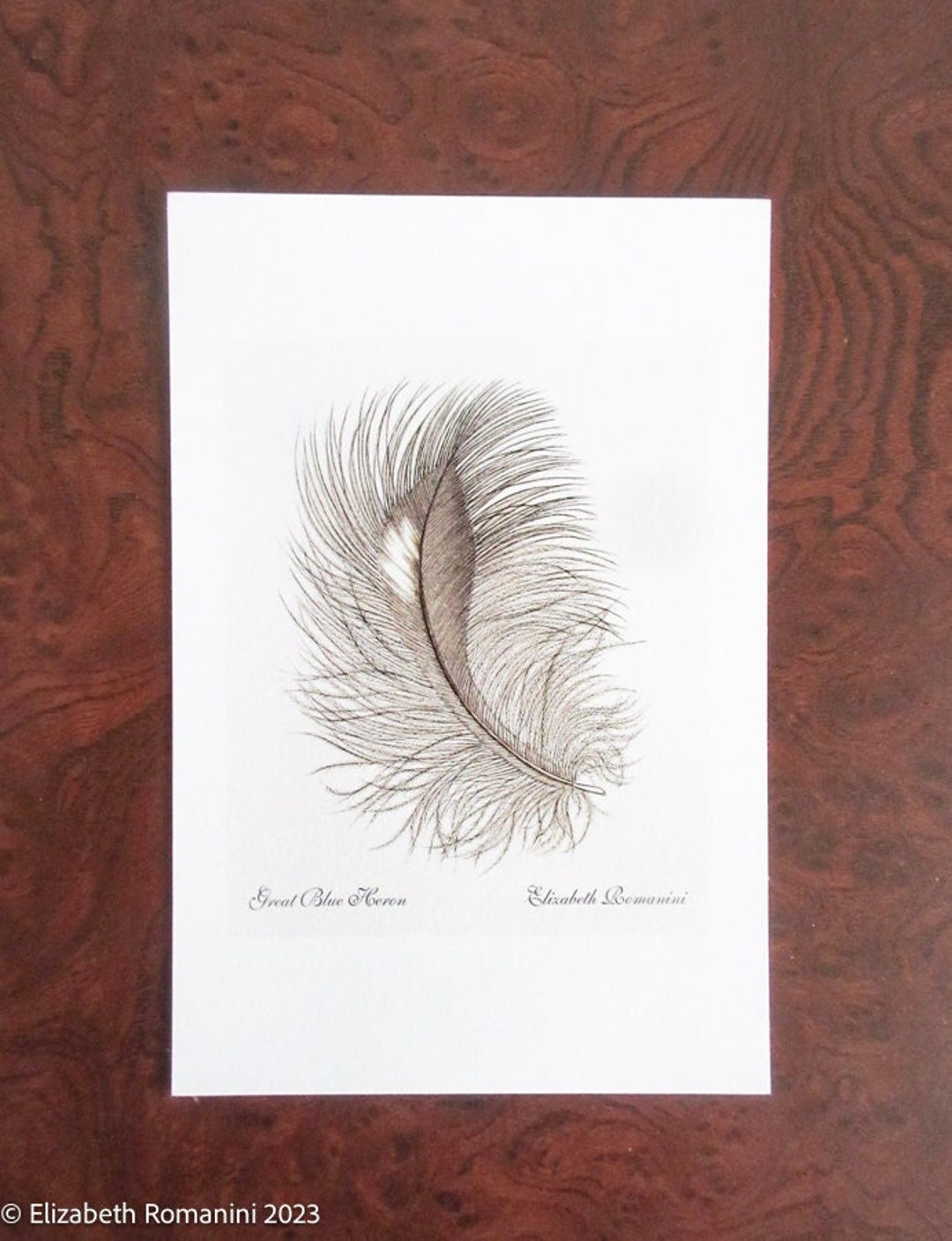 Great Blue Heron Feather(mini Print) - Etsy