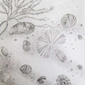 Shallows of a Tide Pool Pencil Drawing limited Edition Print | Etsy