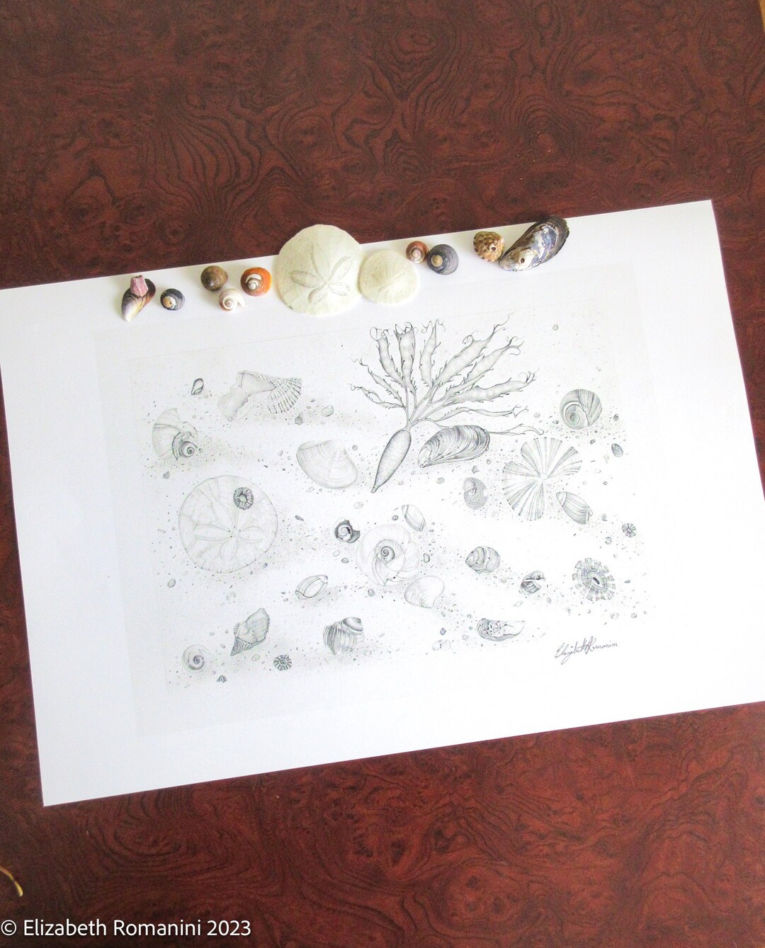 Shallows of a Tide Pool Pencil Drawing (limited Edition Print) - Etsy