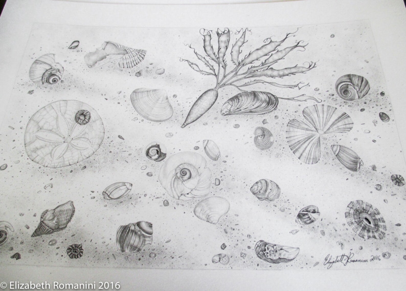 Shallows of a Tide Pool Pencil Drawing limited Edition Print | Etsy