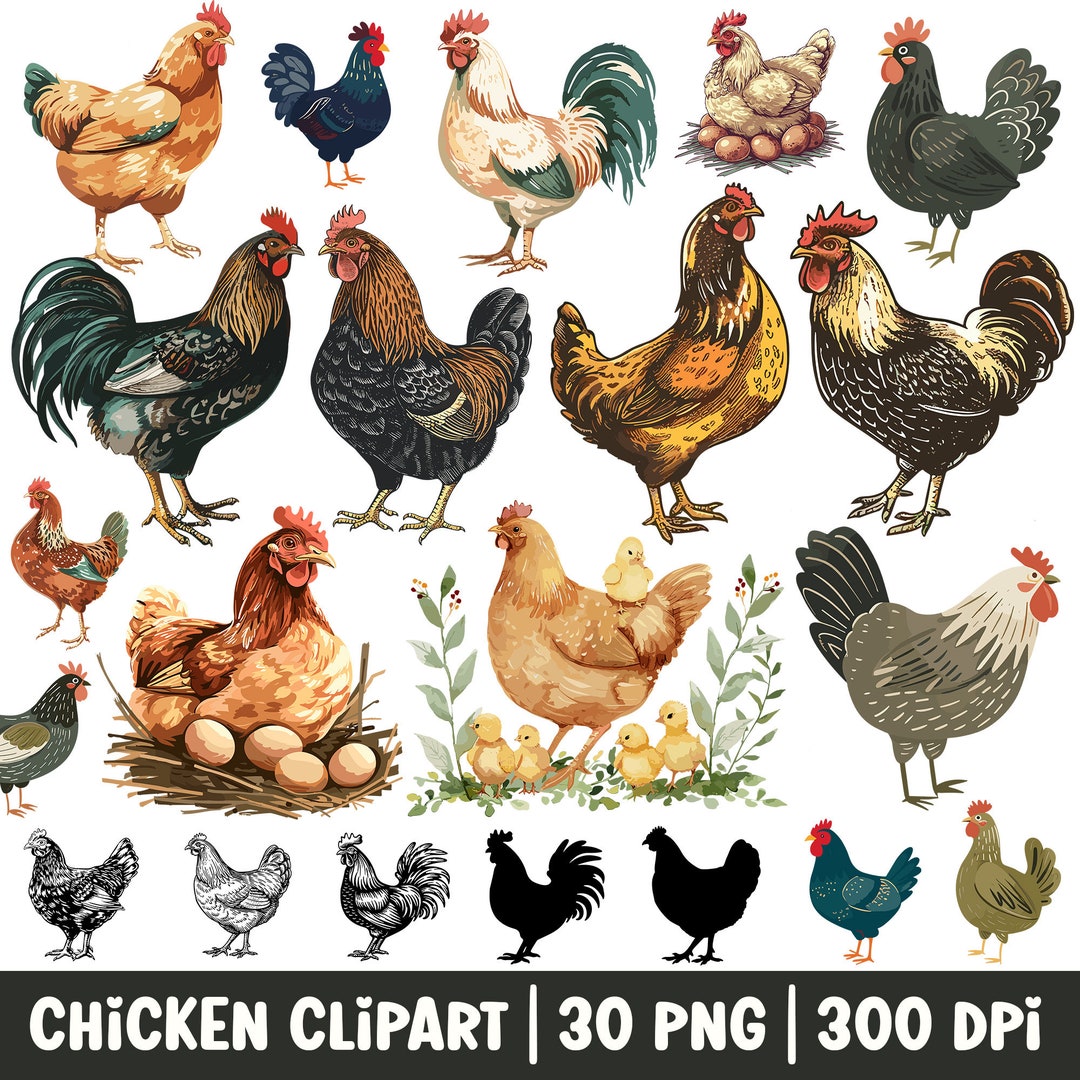 Watercolor Chicken Clipart Vintage Chicken Illustration PNG Bundle Set ...