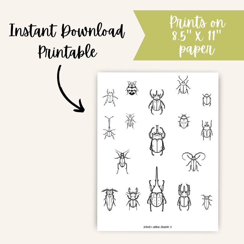 Beetle Coloring Page Homeschool Printables Instant Download - Etsy