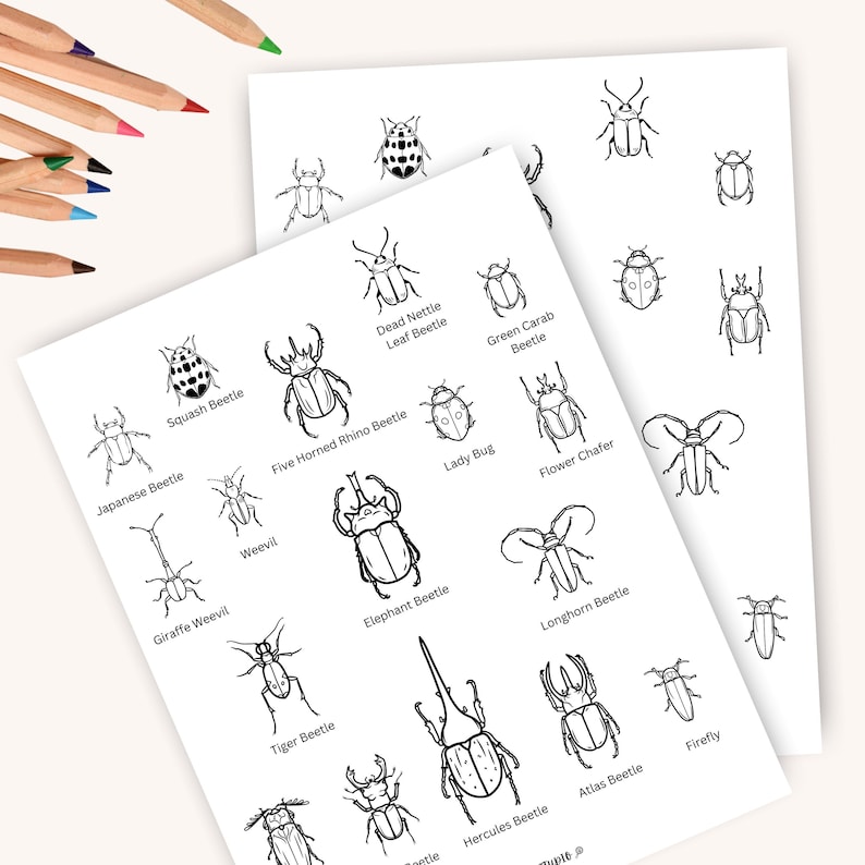 Beetle Coloring Page Homeschool Printables Instant Download - Etsy