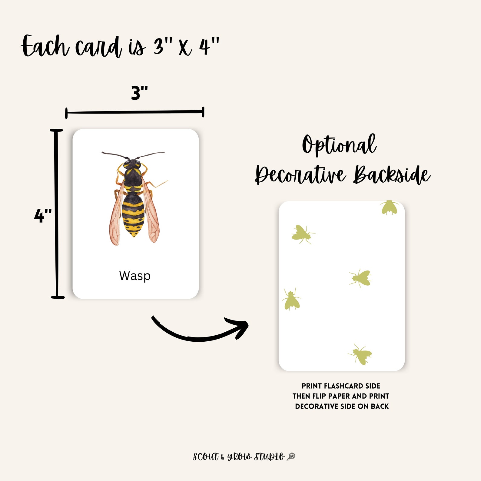 Insect Flash Cards Montessori or Charlotte Mason Nature Study - Etsy