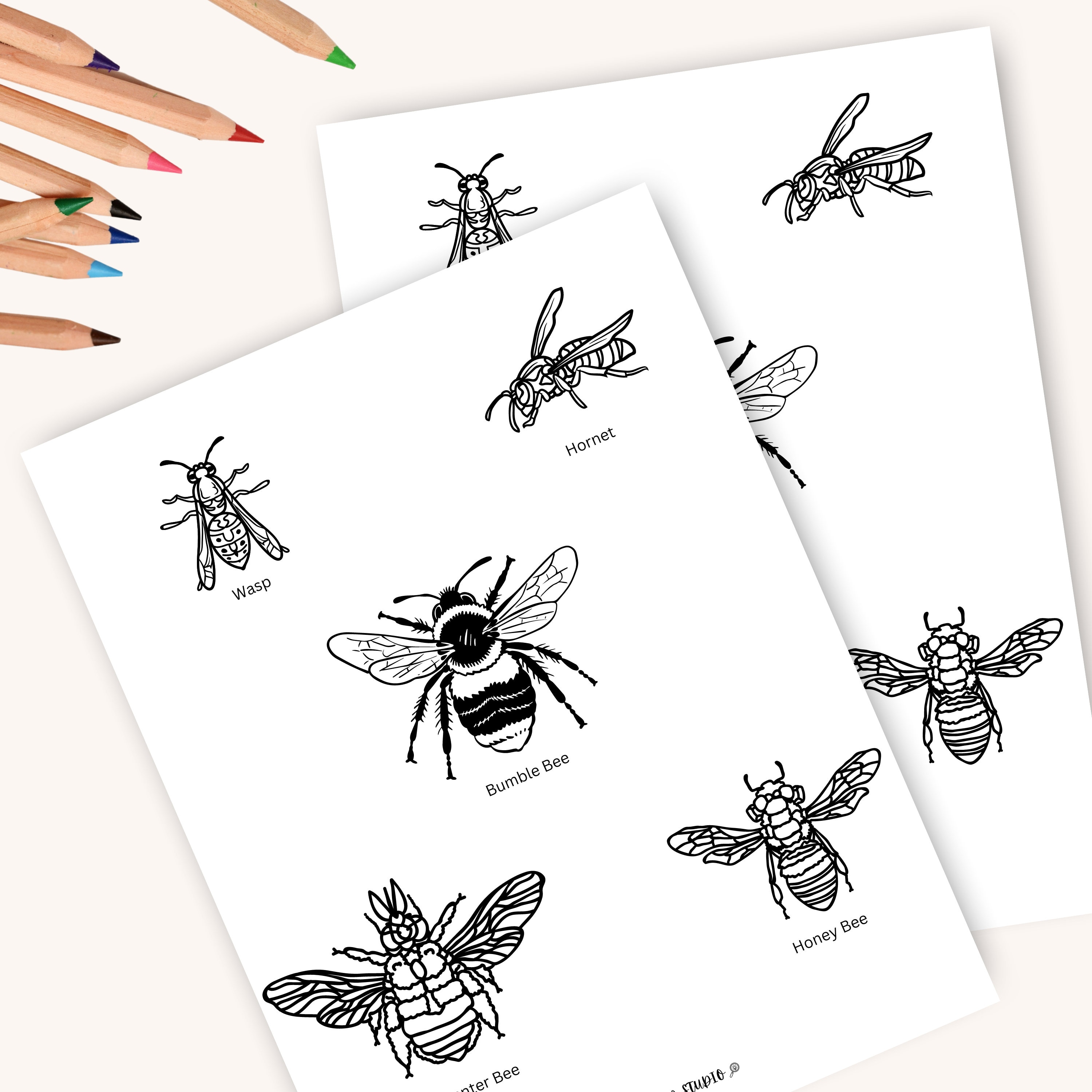 Bee Coloring Page Homeschool Printable, Black and White Coloring Page ...