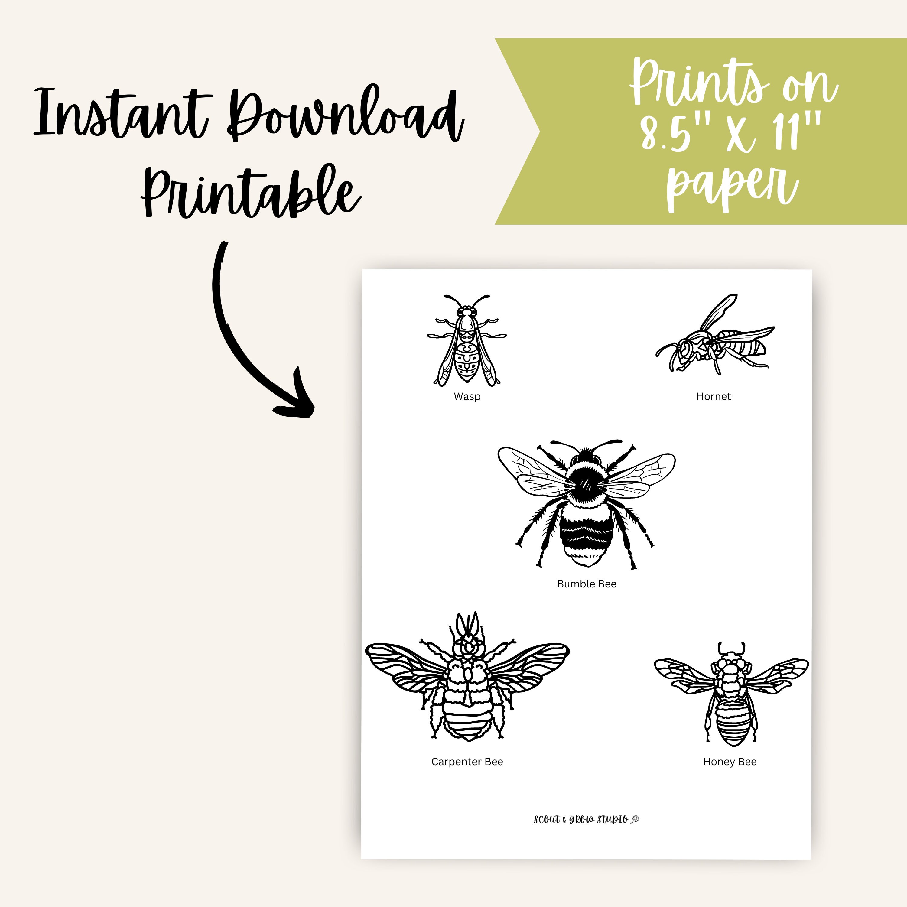 Bee Coloring Page Homeschool Printable, Black and White Coloring Page ...