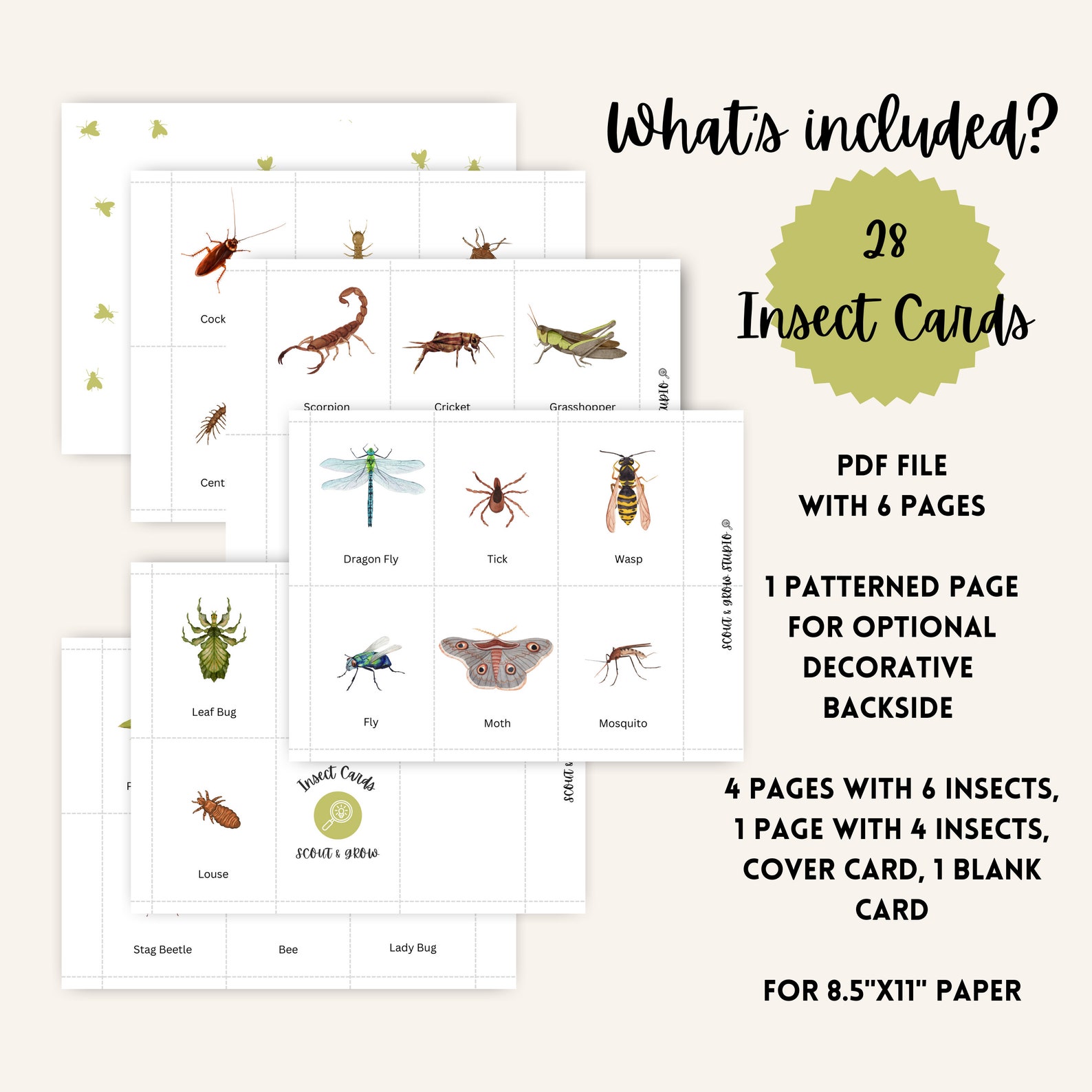 Insect Flash Cards Montessori or Charlotte Mason Nature Study Printable ...