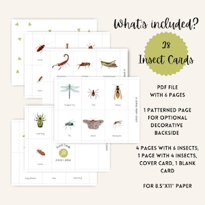 Insect Flash Cards Montessori or Charlotte Mason Nature Study Printable ...