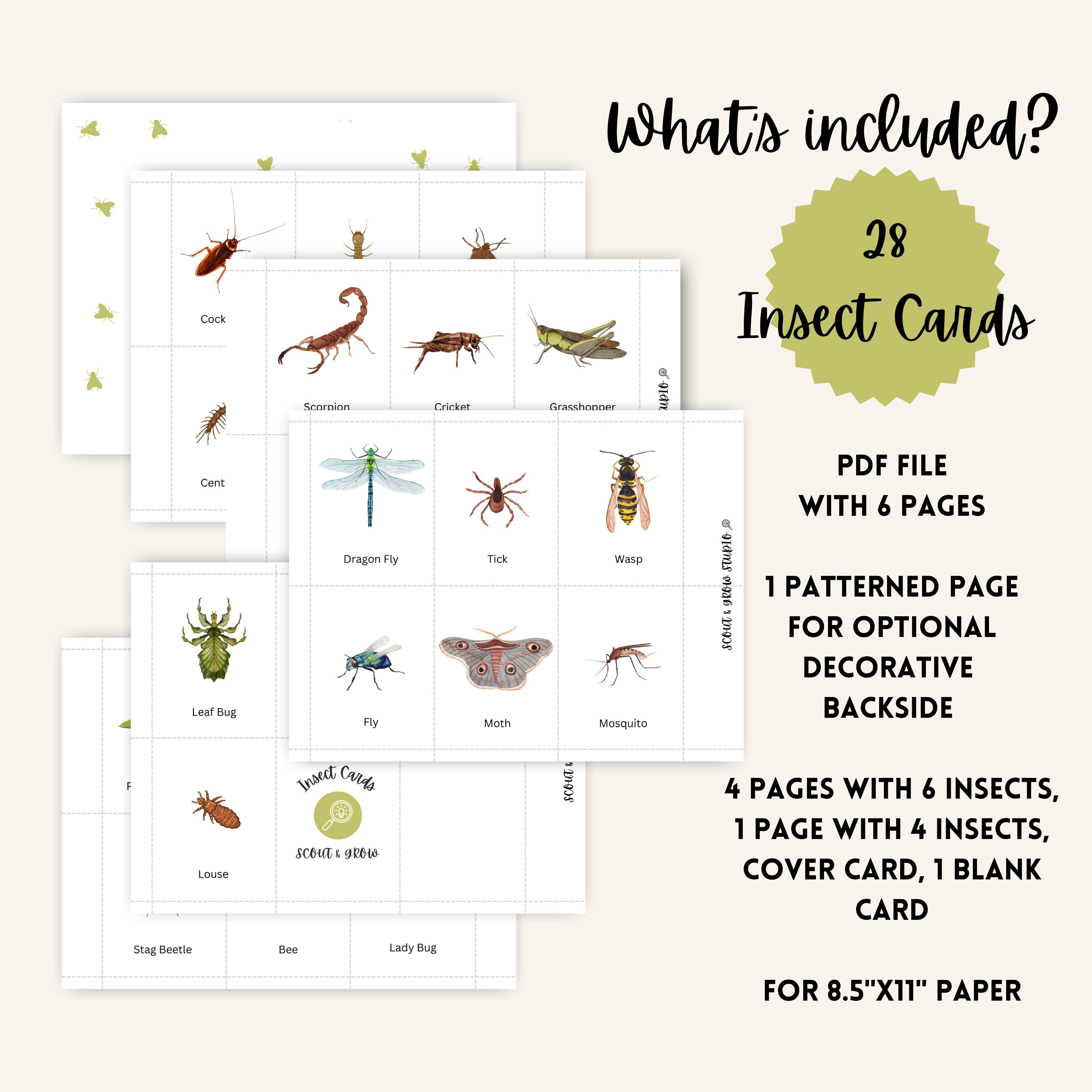 Insect Flash Cards Montessori or Charlotte Mason Nature Study Printable ...