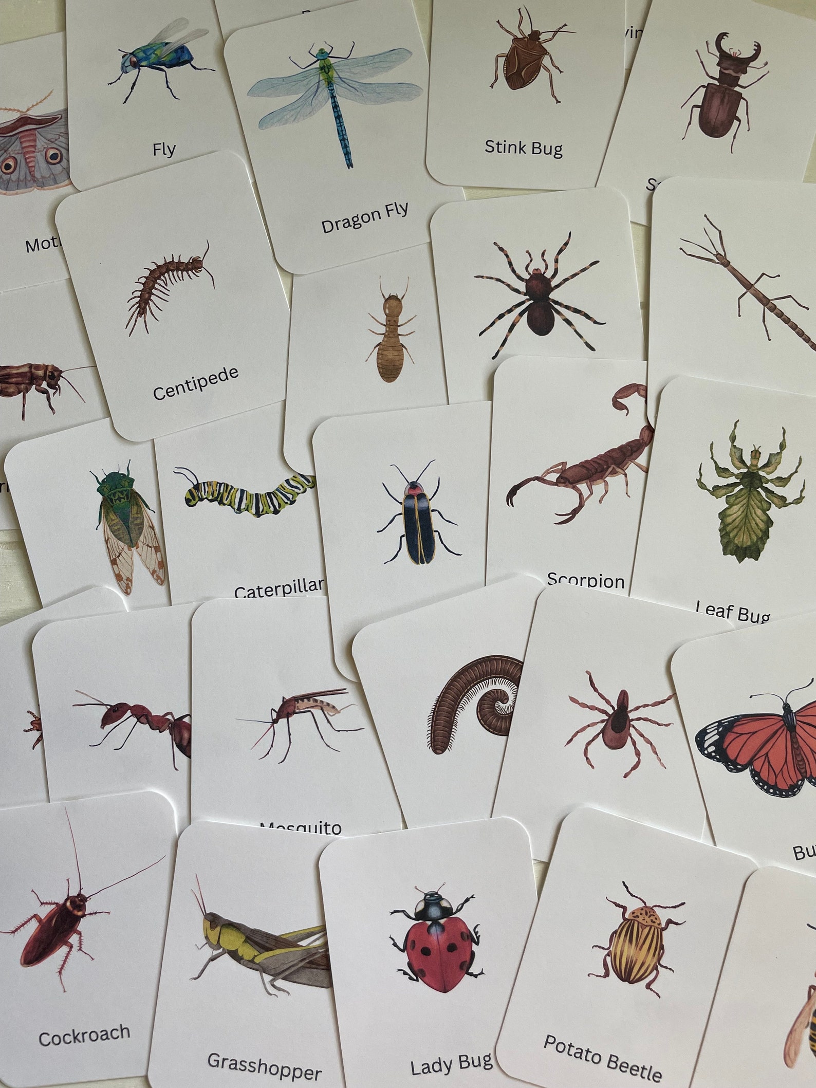 Insect Flash Cards Montessori or Charlotte Mason Nature Study Printable ...