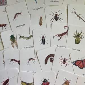 Insect Flash Cards Montessori or Charlotte Mason Nature Study Printable ...