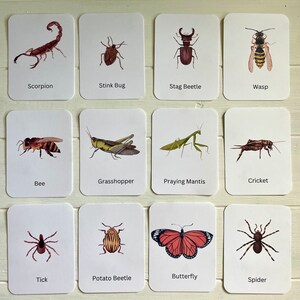 Insect Flash Cards Montessori or Charlotte Mason Nature Study Printable ...
