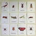 Insect Flash Cards Montessori or Charlotte Mason Nature Study Printable ...